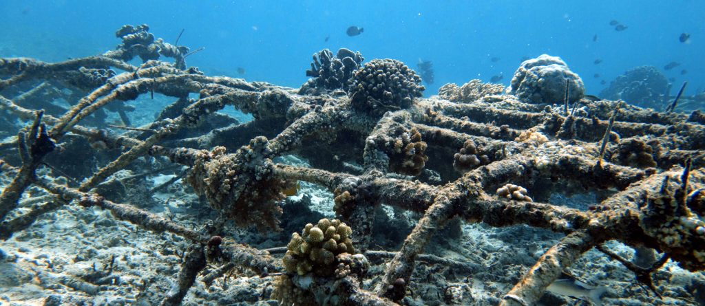 Indonesia-Gili T-Reef Check or Biorocks, the coral restoration: see ...